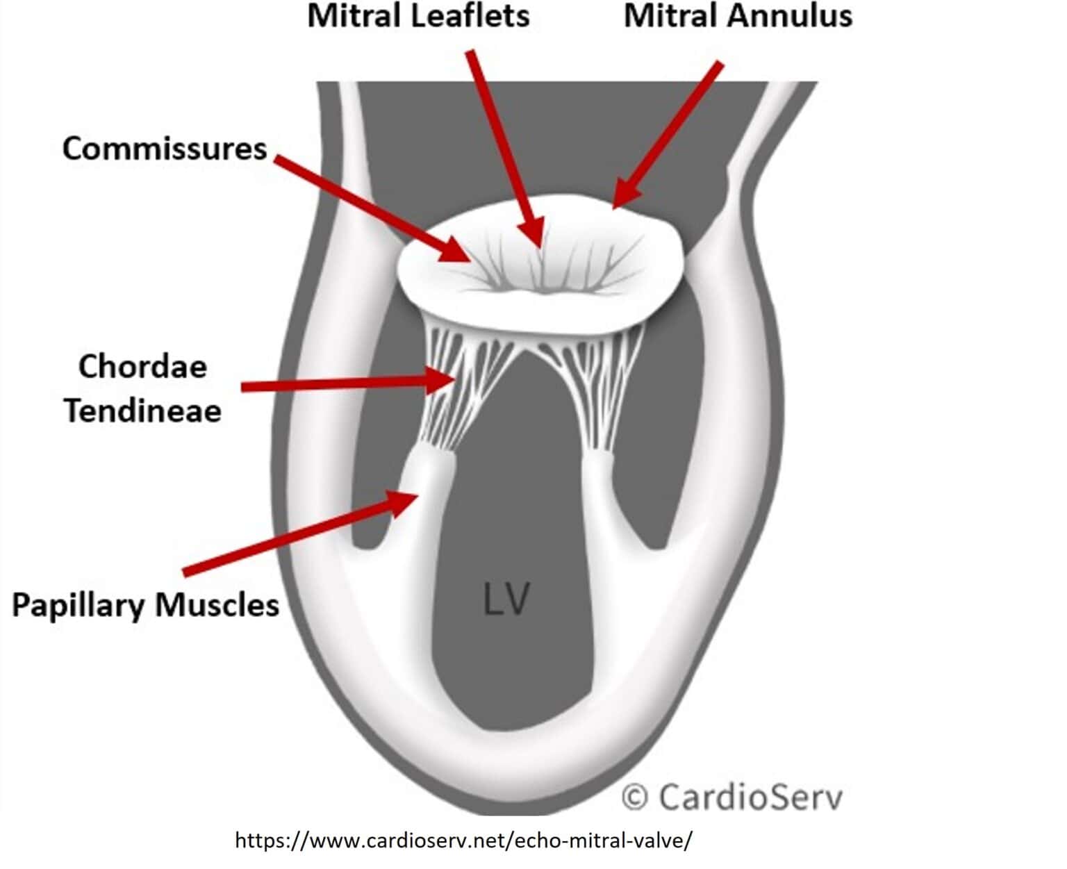 Anatomia da Valva Mitral: porque o básico é sempre encantador - Blog Ecope