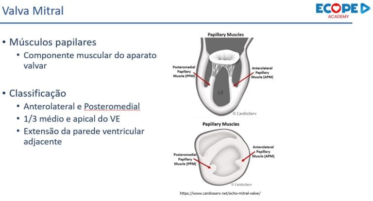 Anatomia da Valva Mitral: porque o básico é sempre encantador - Blog Ecope